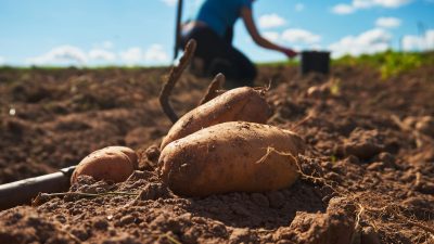 Fresh Produce Import Specialists | APM Fresh